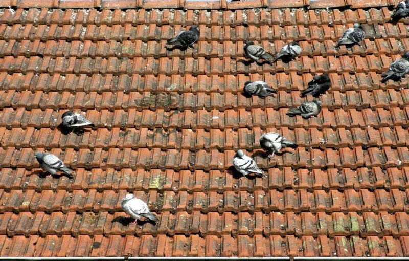 Hygiene Risks Associated With Roof Nesting Birds | 🏠 HomiEnjoy.com 🏠
