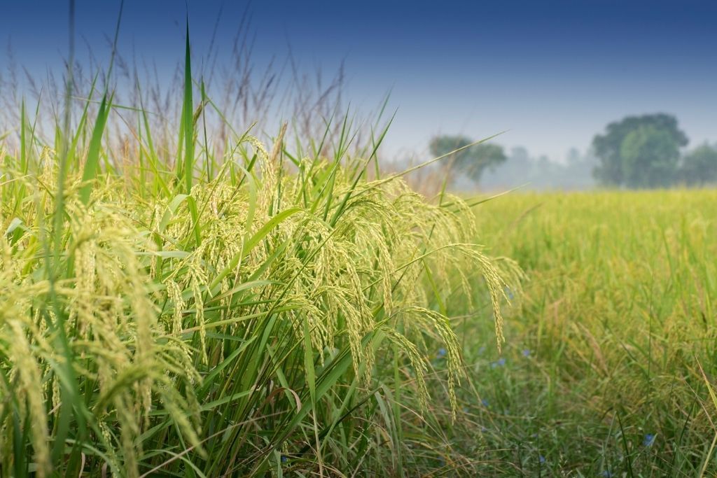 Land Clearing 101: 4 Essential Tools for a Clean Finish