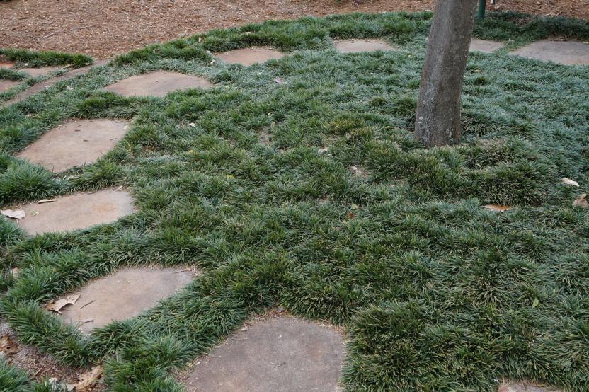 12+ Awesome Ground Cover Plants - Homienjoy