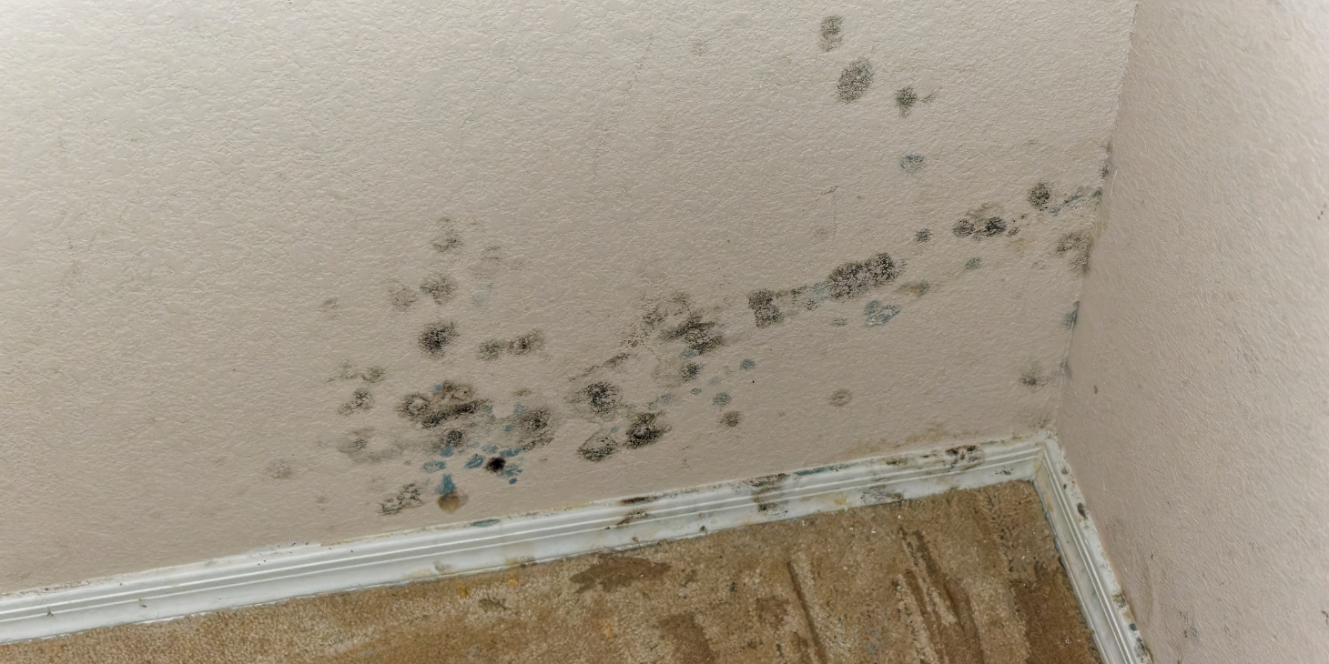 Facts about house molds | Homienjoy